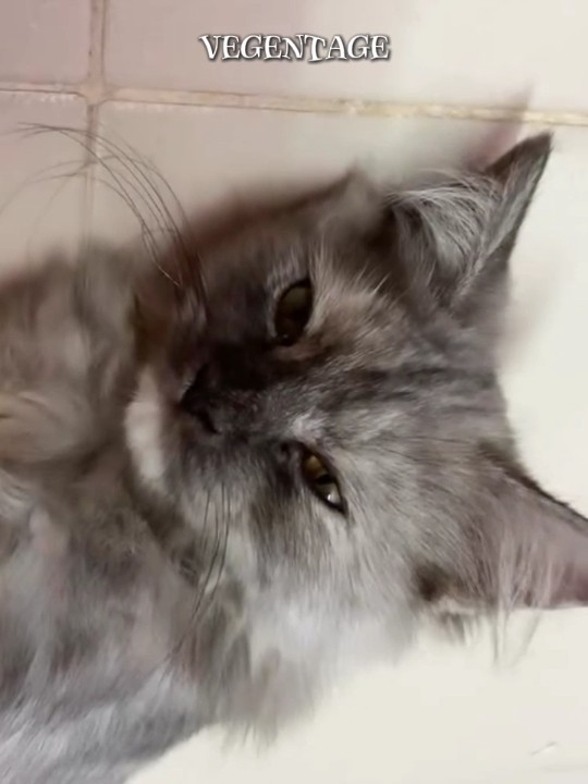 I DID THIS TREND WITH MY KITTEN ᰔ #roblox #mm2 #cat #cute #kitten - YouTube