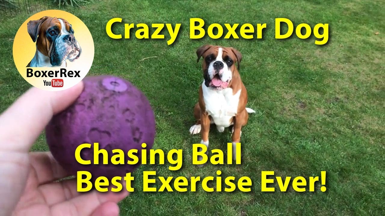 Boxer Dog Shedding Like Crazy