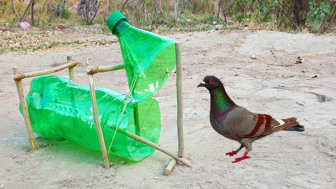 The Skills OF Bird Trapping Using Plastic Bottle & Sticks - Easy Trap ...