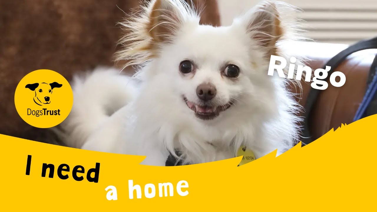 Ringo the cute Chihuahua | Dogs Trust Leeds - YouTube