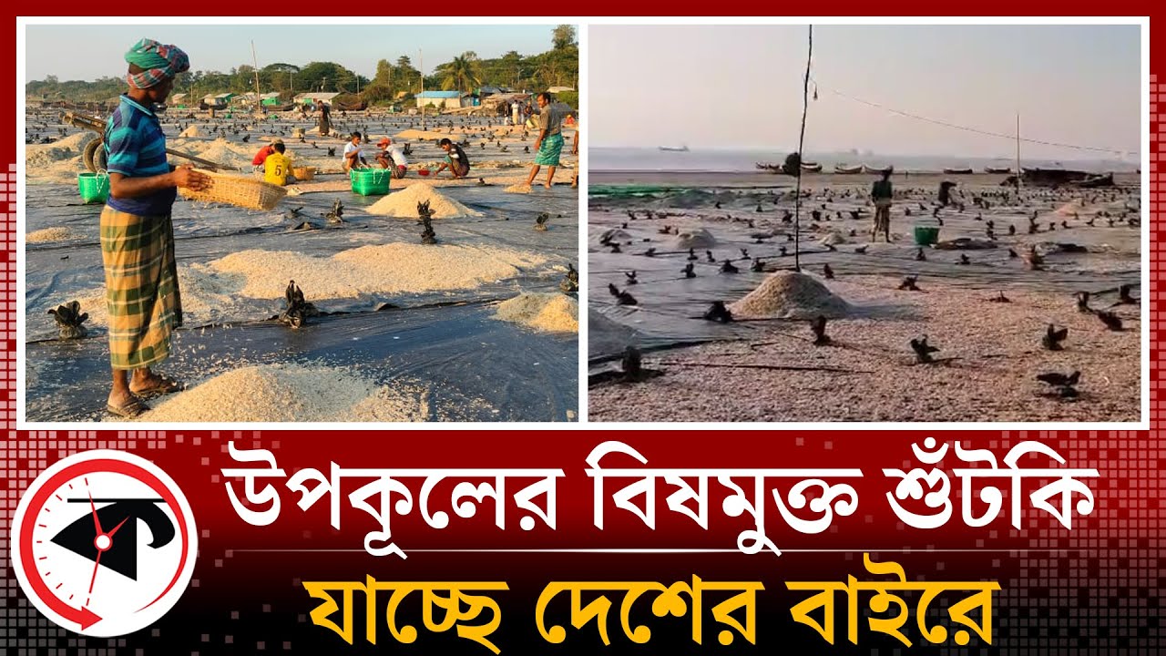 উপকূলের বিষমুক্ত শুঁটকি যাচ্ছে দেশের বাইরে | Dried Fish | Anwara ...