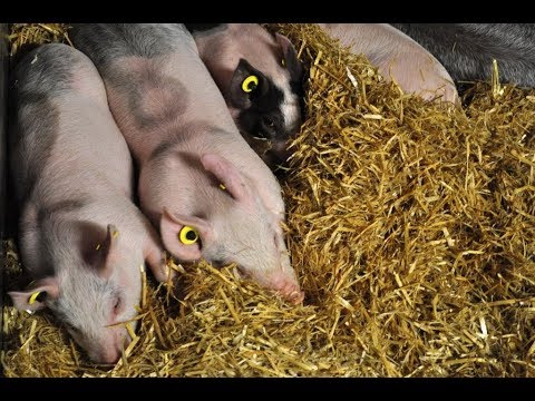 Pig rolling out of bed - YouTube