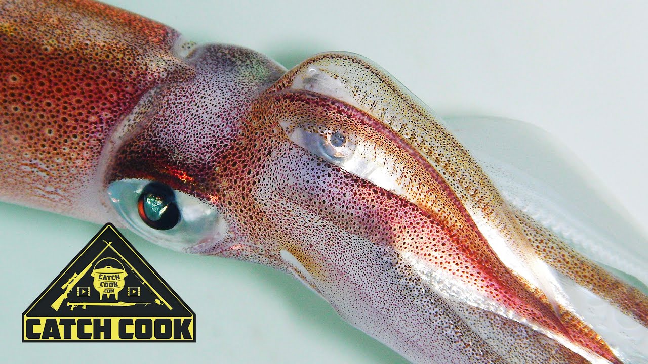 Jigging for squid in False Bay - catch cook - Cape Town, South Africa ...