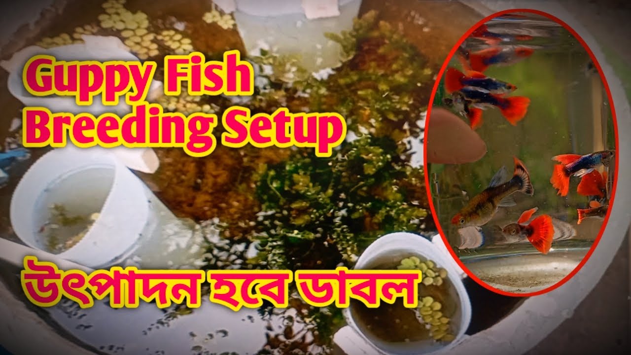 সহজ পদ্ধতিতে গাপ্পি মাছের ব্রিডিং । Guppy Fish Breeding Process । Guppy ...