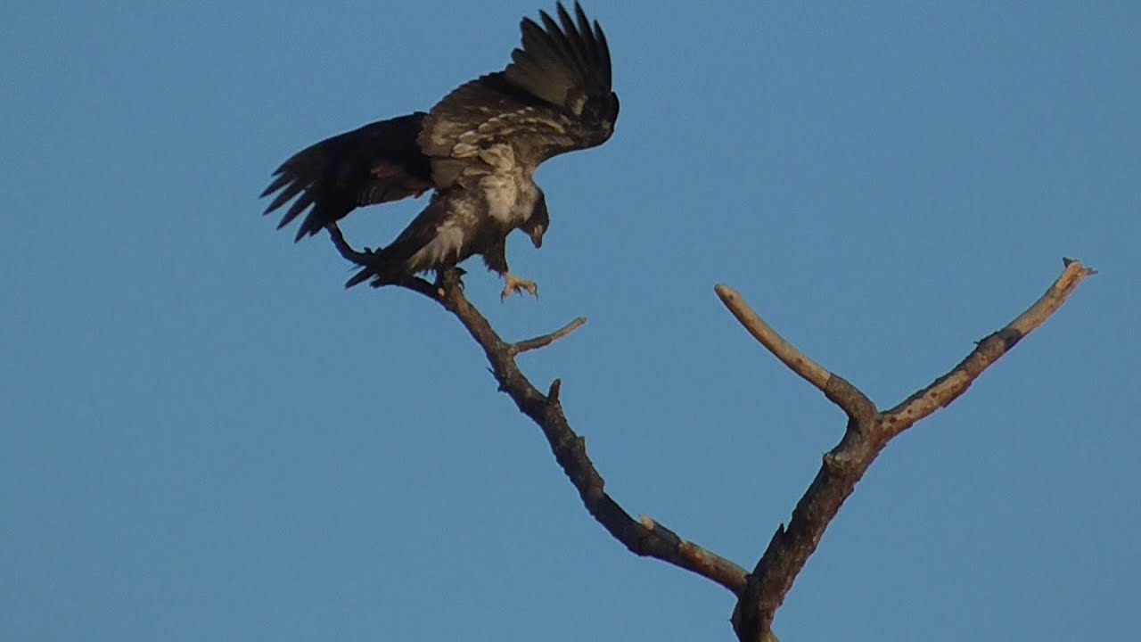 SWFL Eagles_Pond Tree Antics ~Flights, Play, Pesky Crows~ 03-30-15 ...