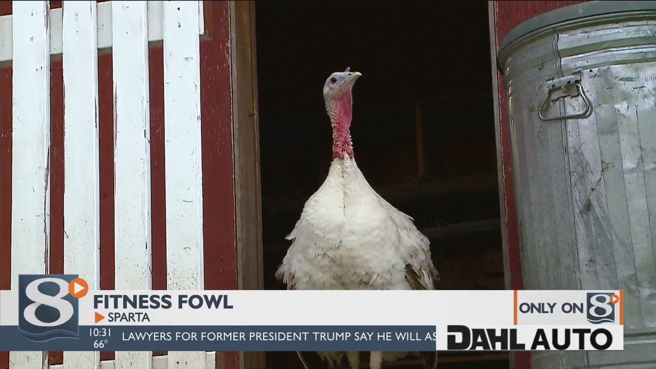 Sparta gym turns away turkey for committing fitness fowl - YouTube