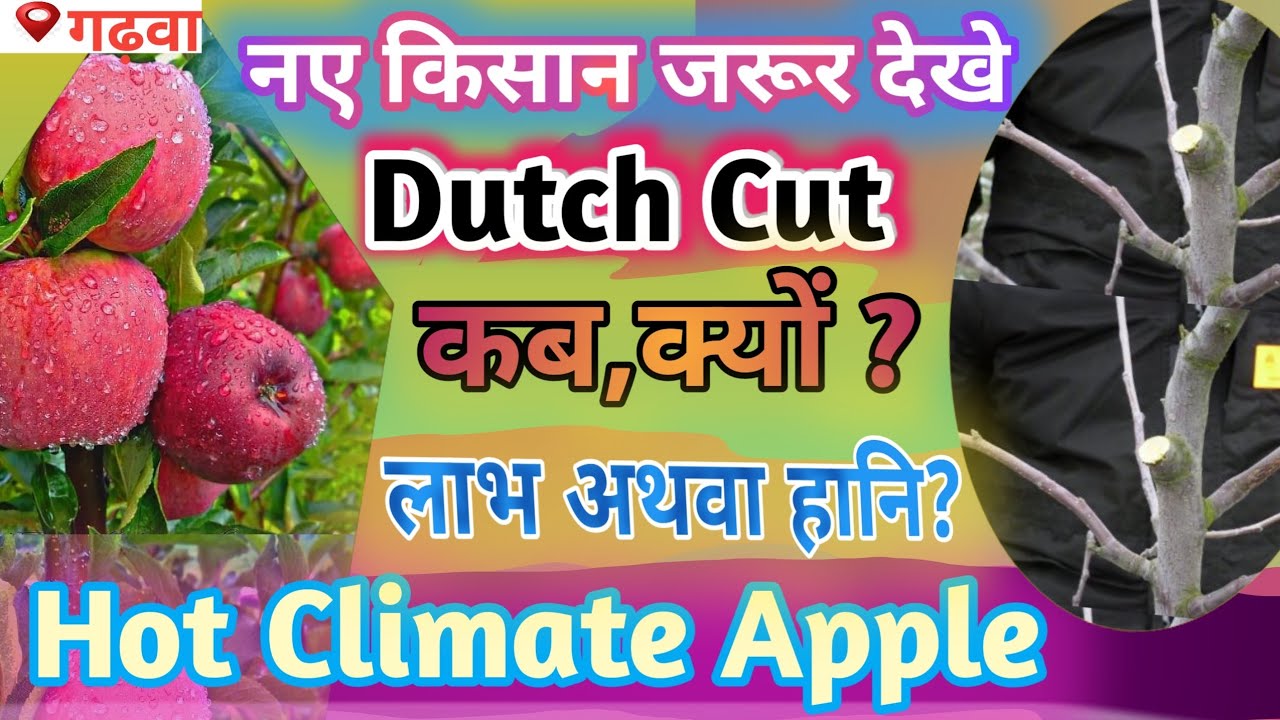 what is Dutch cut in apple pruning?||एप्पल प्रुनिंग में डच कट क्या है ...