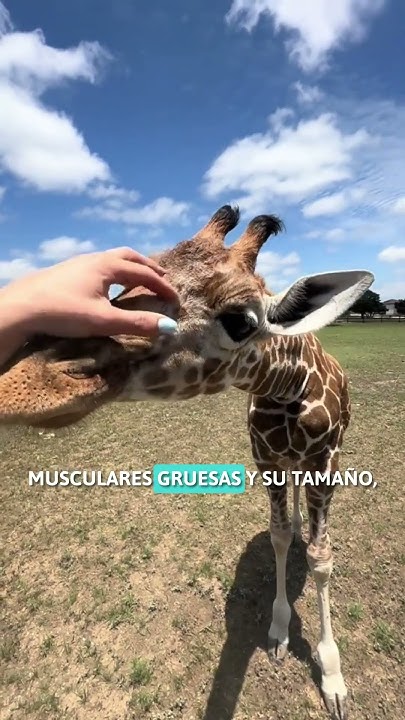 El increíble y poderoso corazón de la jirafa - YouTube