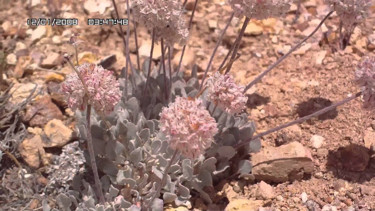 nevada with troy and walt 5 2011 009 - YouTube
