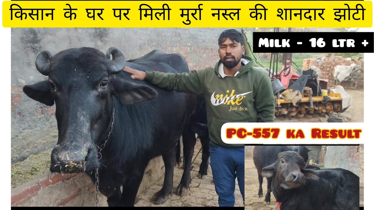 👌गांव #Bapora के #किसान पर मिली 1st #firsttimer शानदार #मुर्रा #झोटी ...