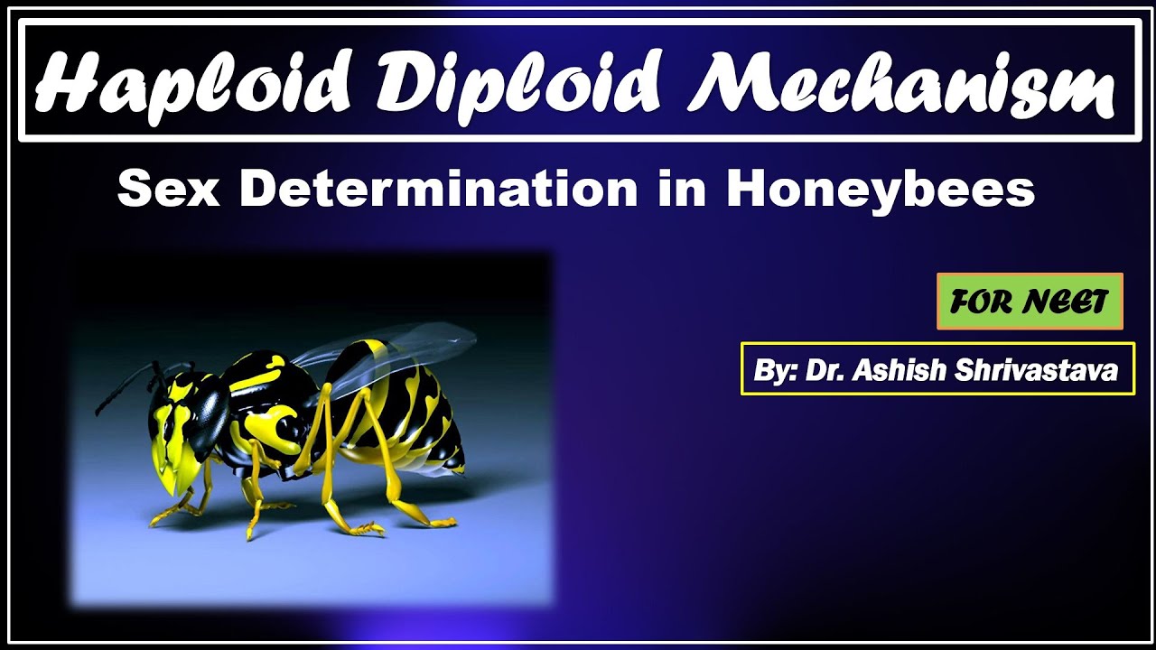 Haploid Diploid Mechanism|| Sex Determination in Honeybees || NEET ...