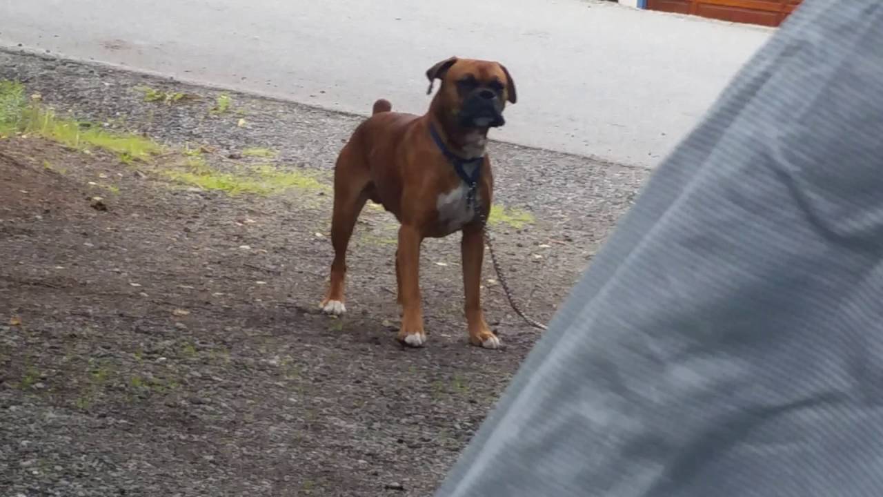 Dog that Meows like a CAT! - YouTube