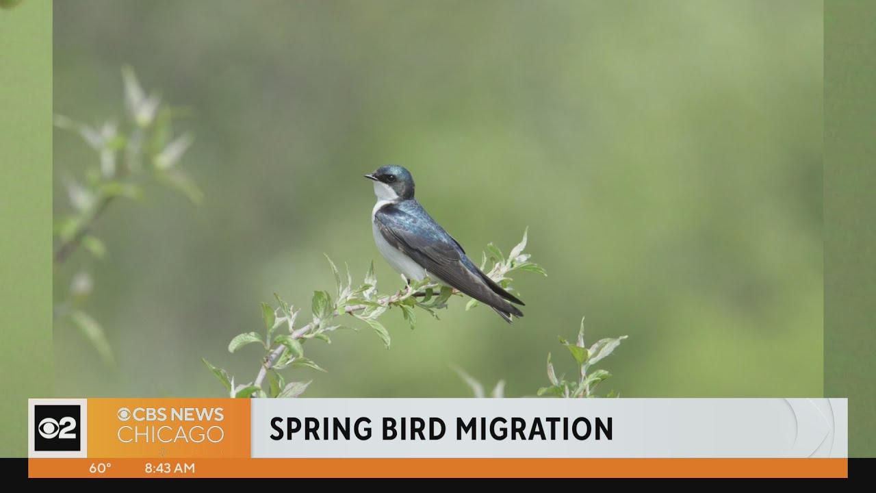 Streaming with Brad: Spring Bird Migration - YouTube