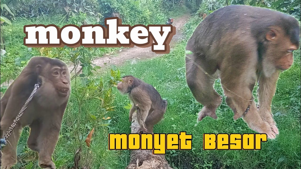 the monkey - YouTube