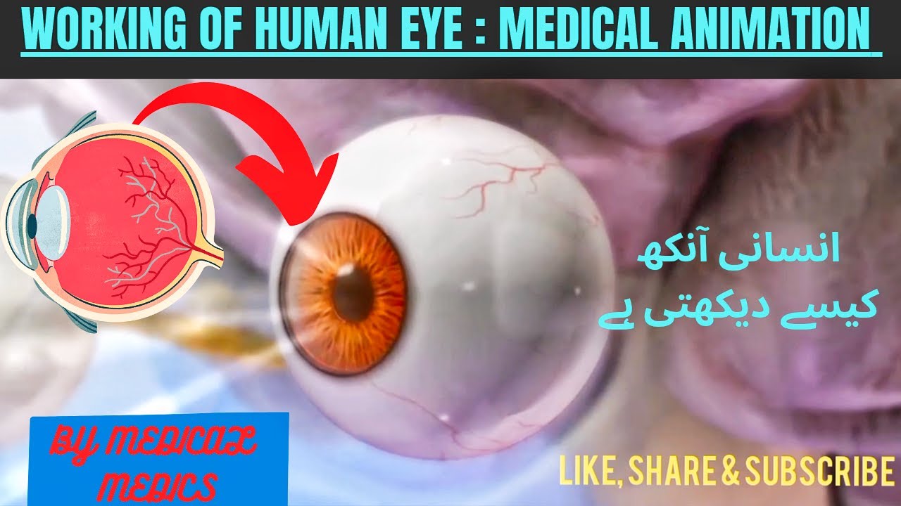 Working of Human Eye | Anatomy & Physiology of Human Eye | Medical ...