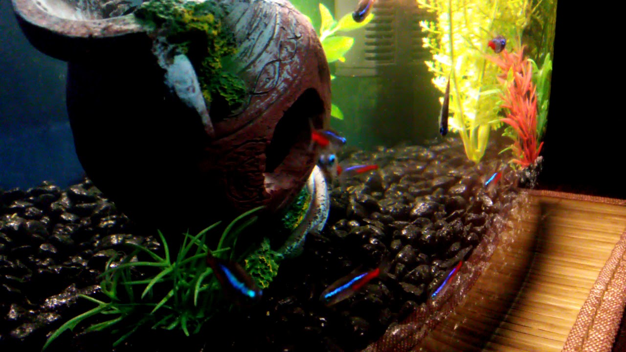 Neon innesa neonki akwarium - YouTube