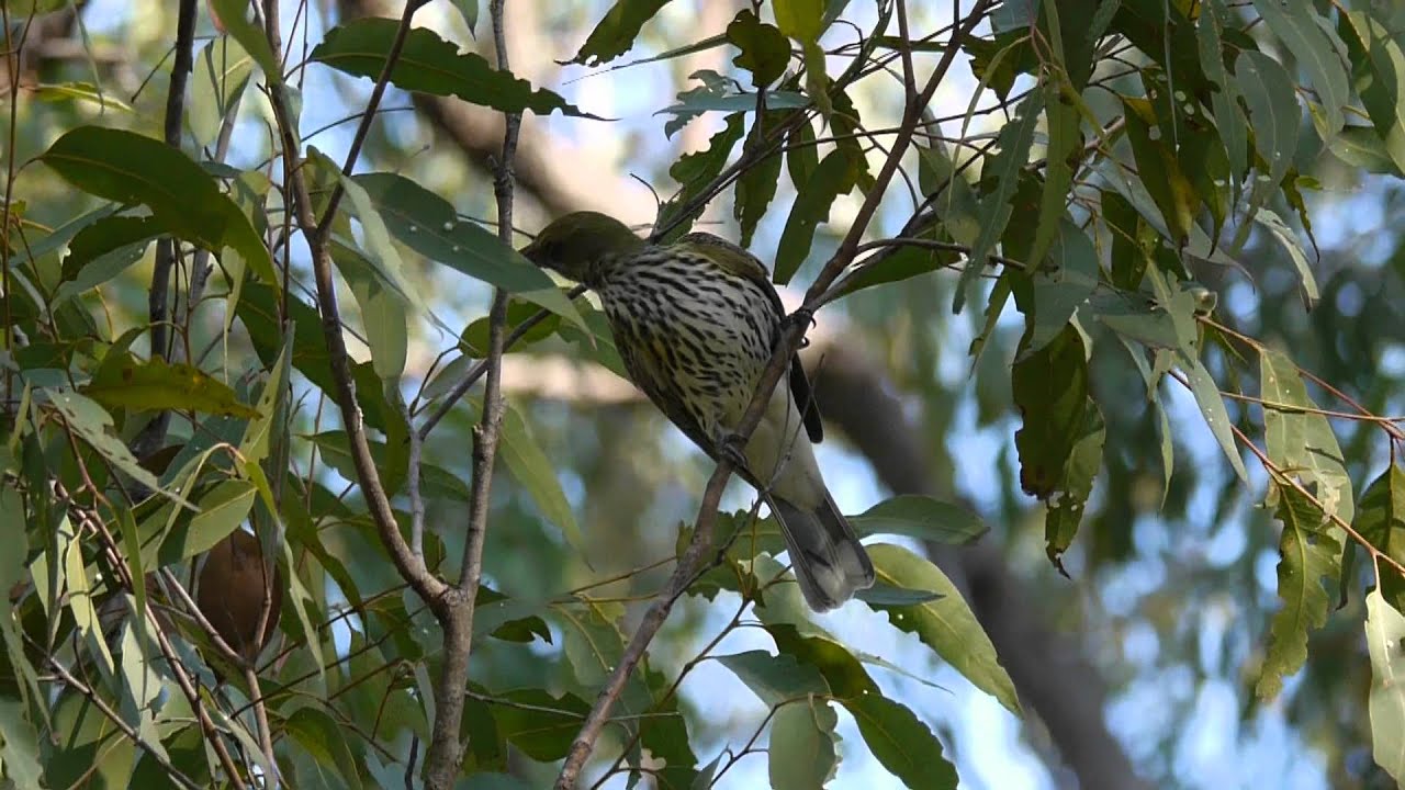 Olive-backed Oriole (Oriolus sagittatus) in Toohey Forest, Brisbane ...