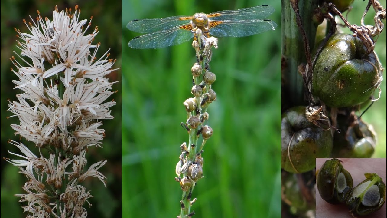Witte affodil, Asphodelus albus, White asphodel, البروَق الأبيض, Weiße ...