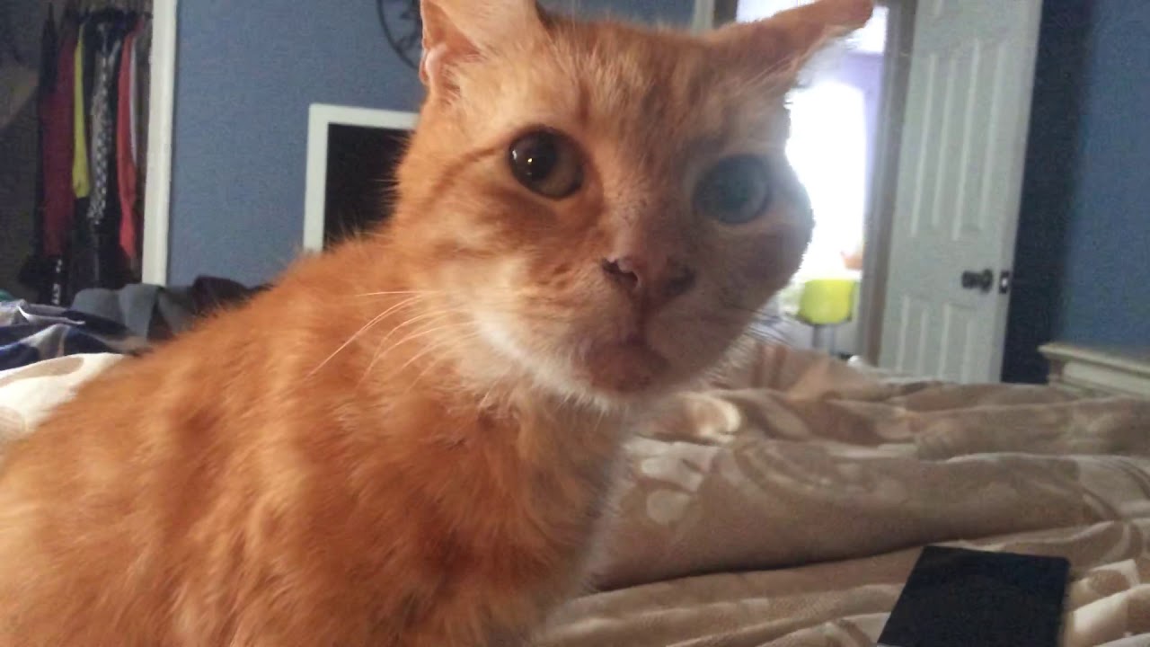 Morris the cat 2019 - YouTube