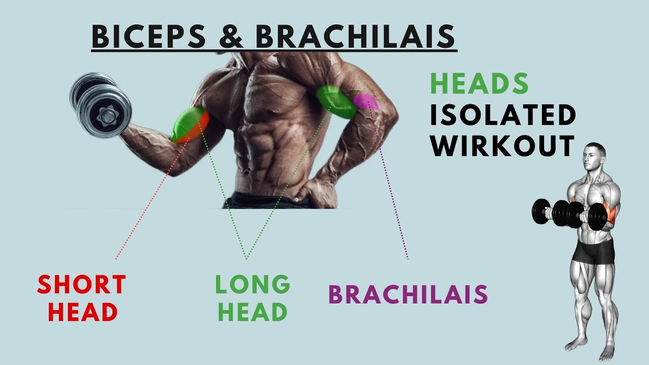 Bicep Gains | Target Every Head with These Essential Exercises - YouTube