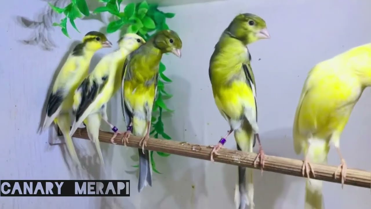 KENARI SCOTCH FANCY FOI 2021| @Canary Merapi - YouTube