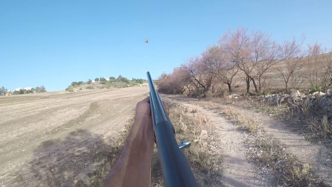 Chasse Perdrix et Lièvre 2020 HD صيد الحجل/ Partridge and rabbit ...