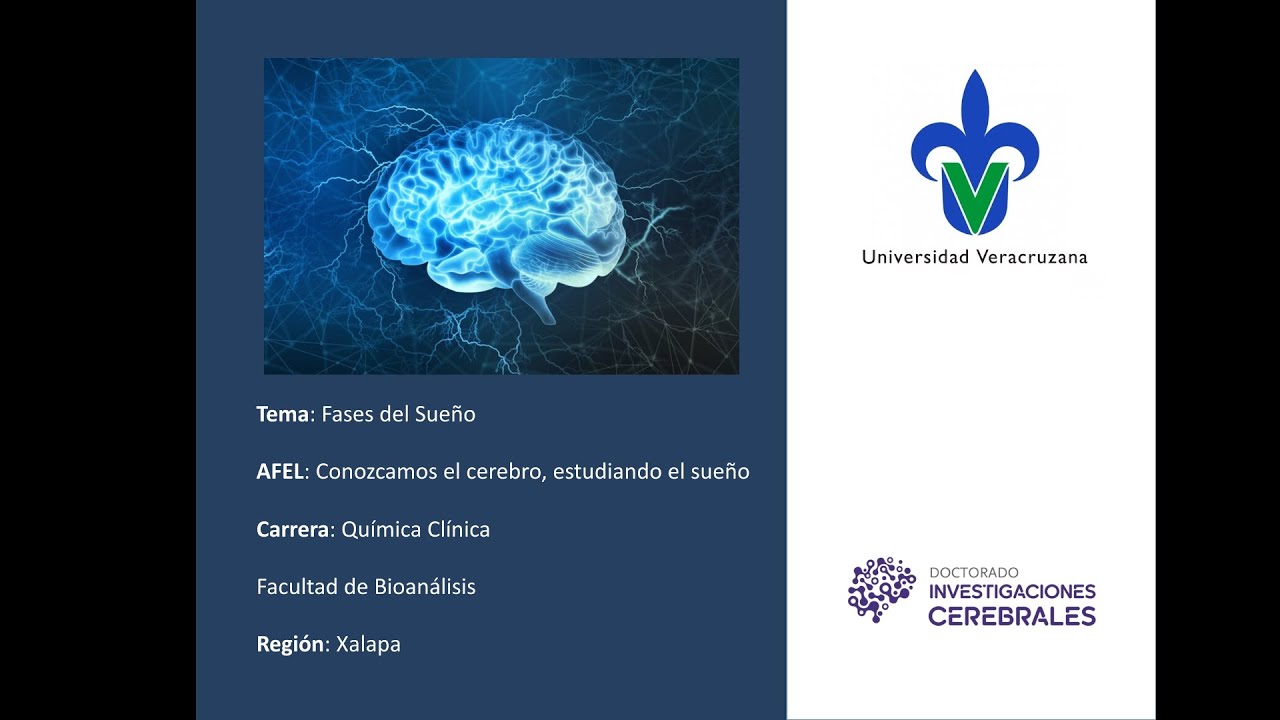 😴 Fases del Sueño / No - REM y REM / N1-N4 || Polisomnografía 🧠 - YouTube