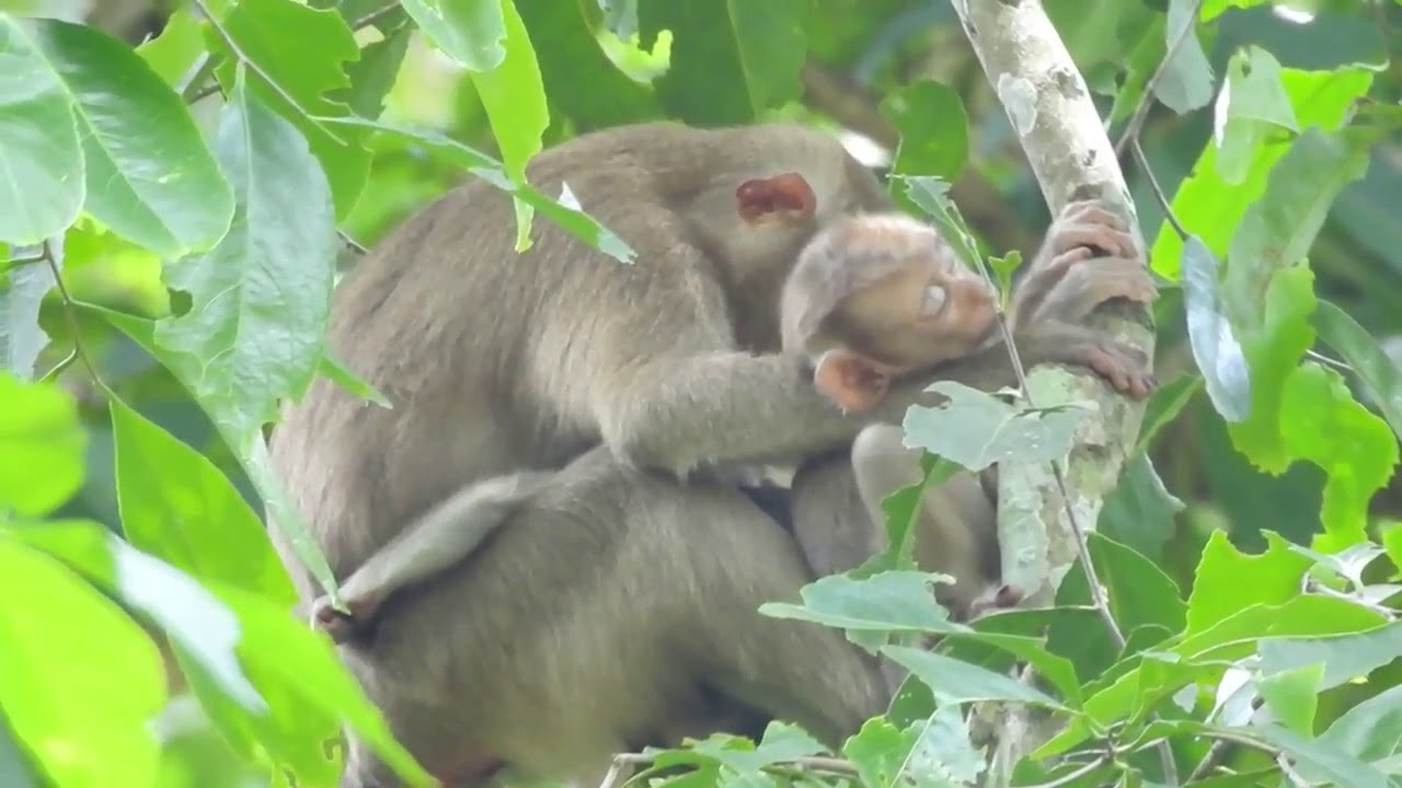 Pigtail Love New Baby Monkey So Much ST868 Mono Monkey - YouTube