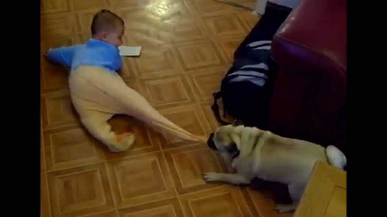 Puppy Love - Babies n Dogs Bébé Chien bebé y perro 赤ちゃんと犬 아기와 개 الطفل ...