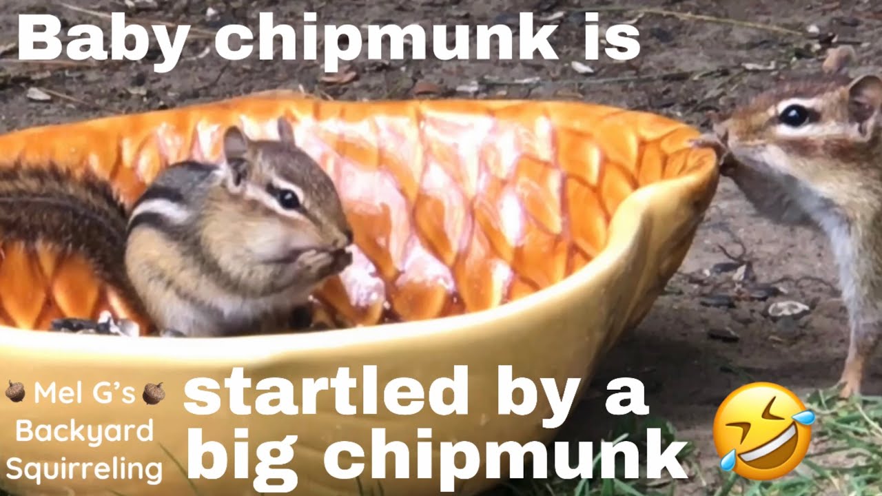 Baby Chipmunk Gets Startled by Big Chipmunk🤣 - YouTube