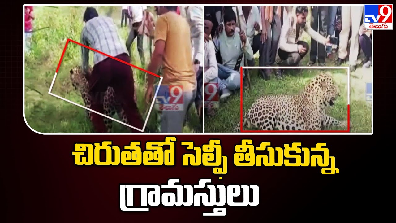 Madhya Pradesh : Sick Leopard wanders into Village - TV9 - YouTube