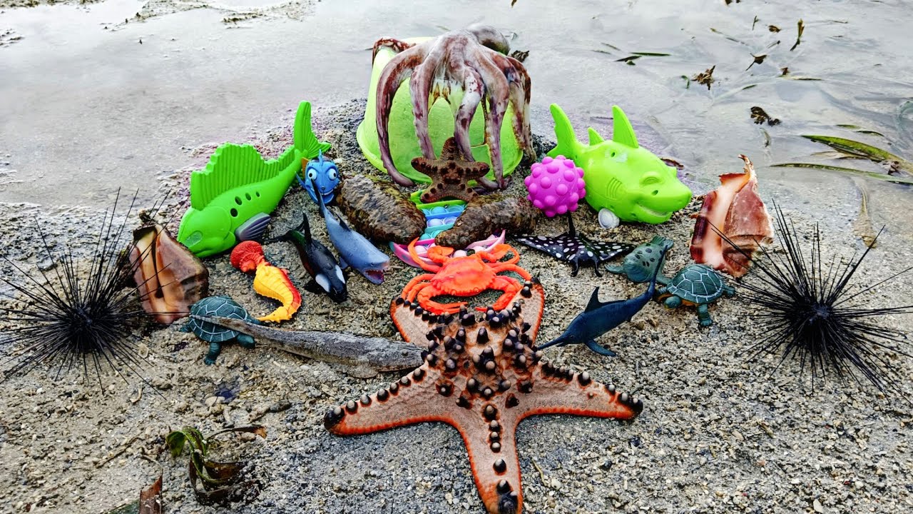 Menemukan Banyak BintangLaut, Gurita,Teripang,Ikan Hias Nemo,Dori ...