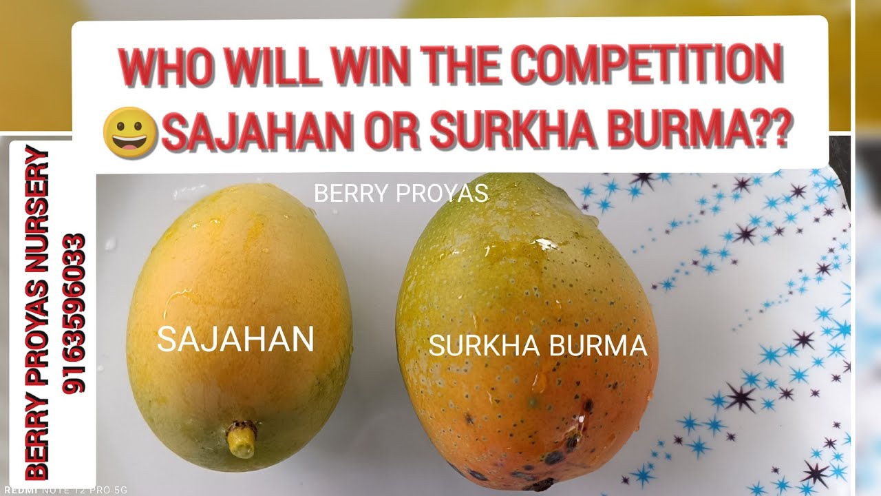 𝙏𝘼𝙎𝙏𝙀 𝙍𝙀𝙑𝙄𝙀𝙒 𝙎𝘼𝙅𝘼𝙃𝘼𝙉 & 𝙎𝙐𝙍𝙆𝙃𝘼 𝘽𝙐𝙍𝙈𝘼 𝙈𝘼𝙉𝙂𝙊 (25/05/23) 𝙋𝘼𝙍𝙏-2 #mango # ...