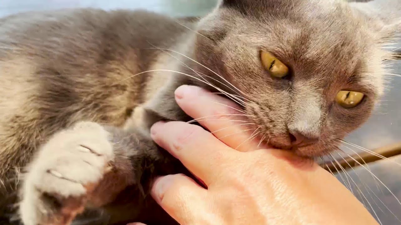 Boundaries and Bites: Cat's Warning to Hands - YouTube
