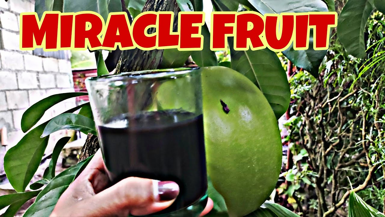 MIRACLE FRUIT JUICE / How to cook / Ano Lasa ng Calabash Miracle Fruit ...