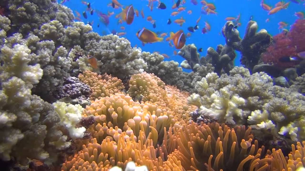 Fiji Coral Bommie 1 - YouTube
