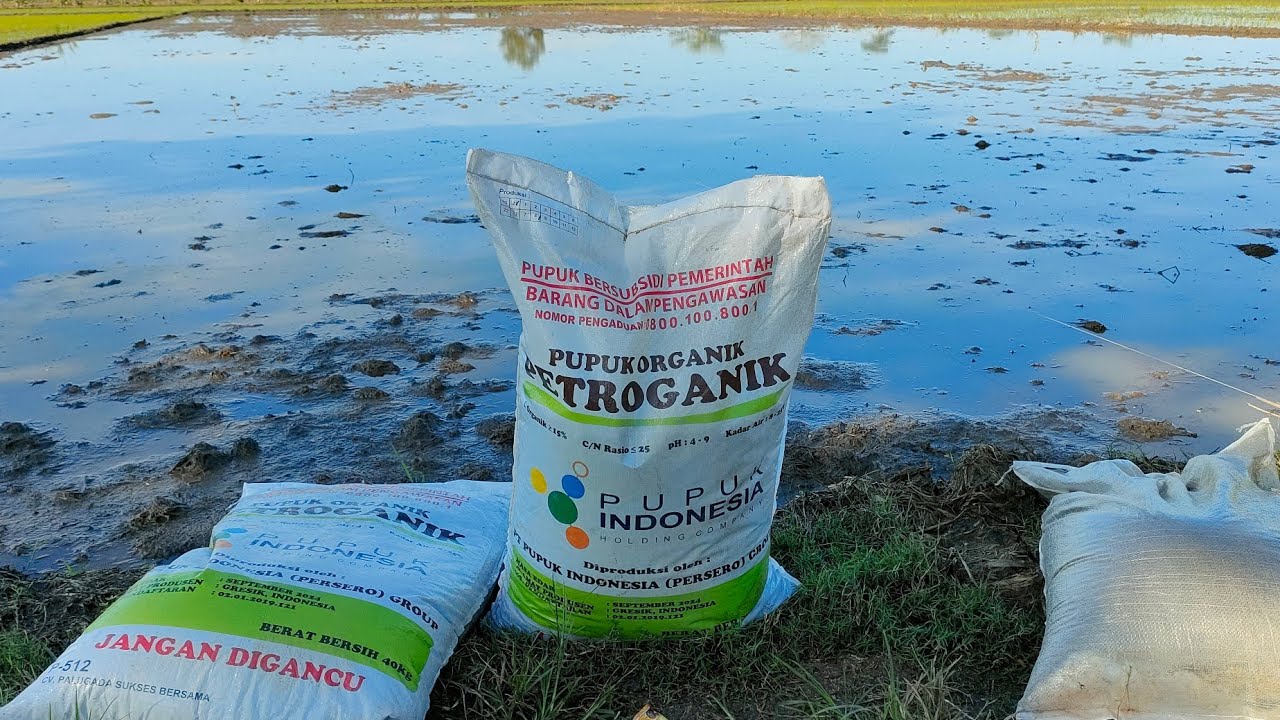 part 2. Aplikasi Pupuk Organik Petroganik Untuk Tanaman Padi Sawah ...