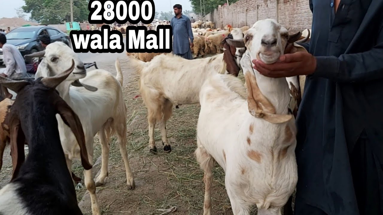 28000 wala Bakra, Bakra Mandi Pakistan, cow mandi Pakistan, bakra ...
