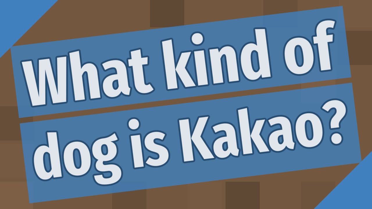 What kind of dog is Kakao? - YouTube
