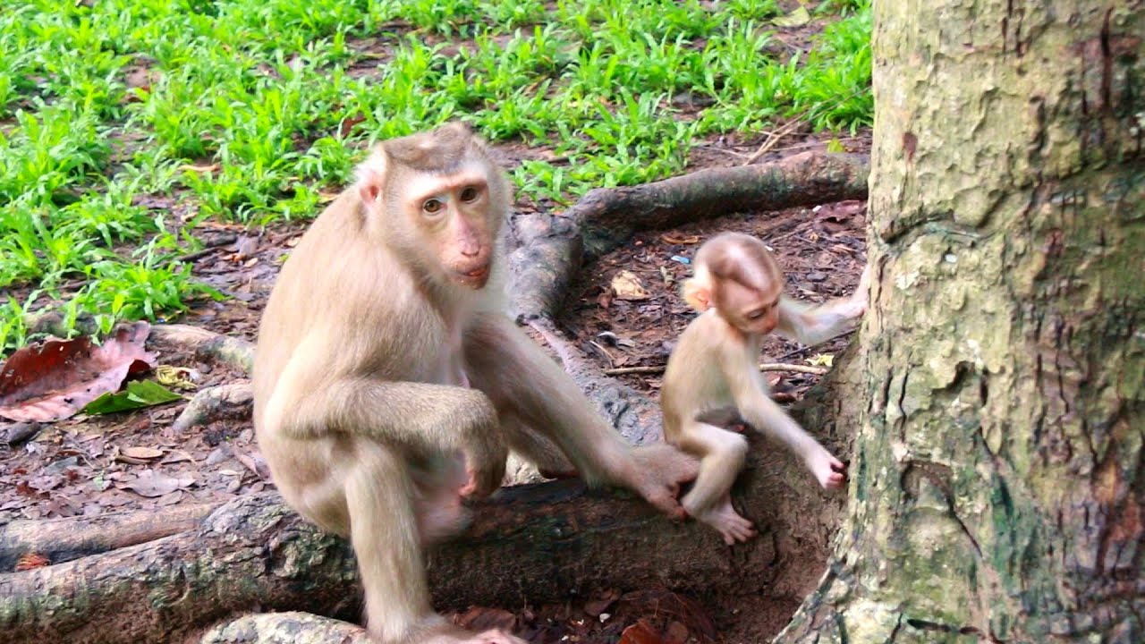 BABY MONKEY And MOMMY MONKEY / MONKEYS ZONE #cute #monkey #animals # ...