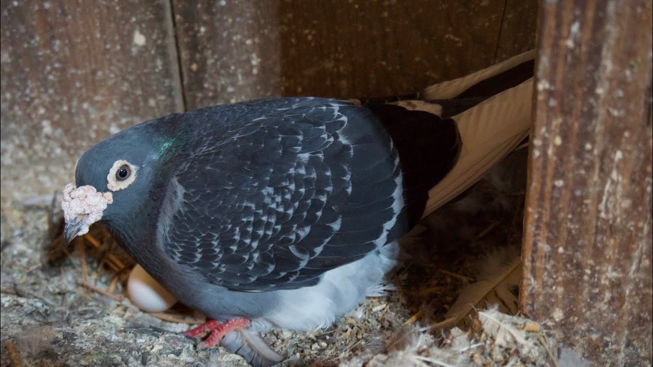 Hobby Farm Stuff (Pigeons Goats Geese Mouse Hunting) - YouTube