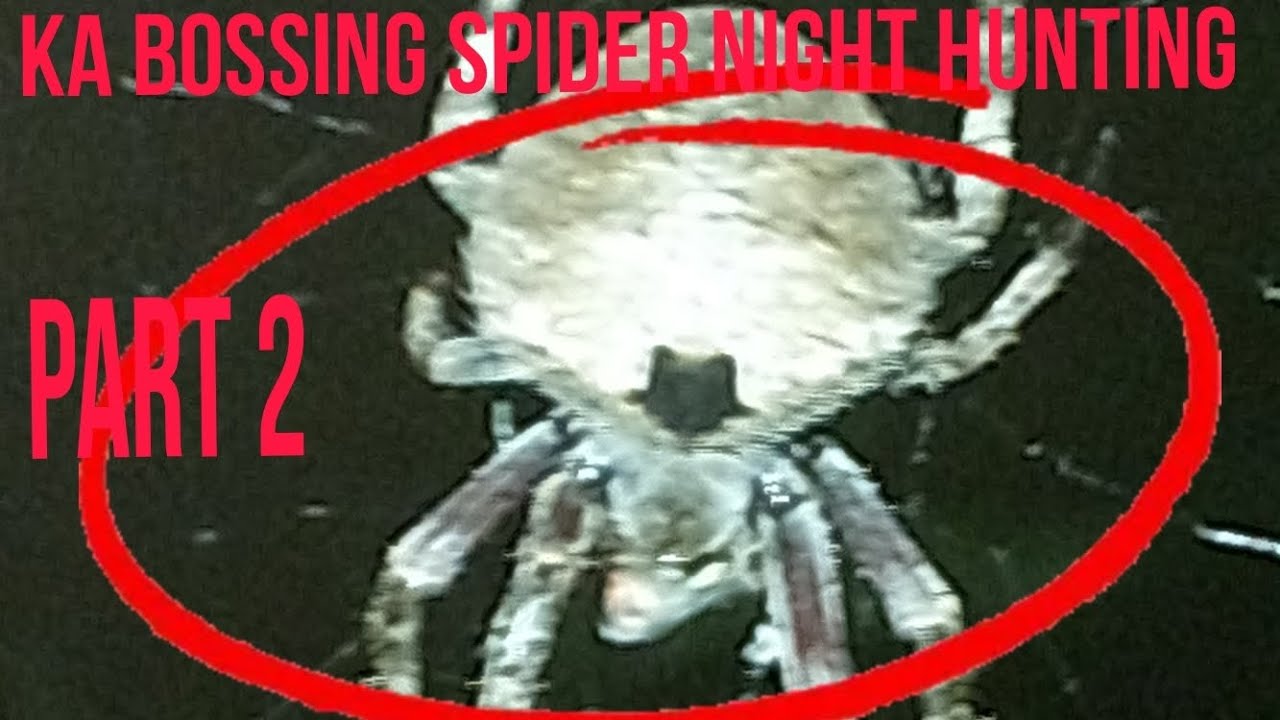 ka bossing #spider kaka ibang gagambang #talaan nakita namin ni bayaw ...