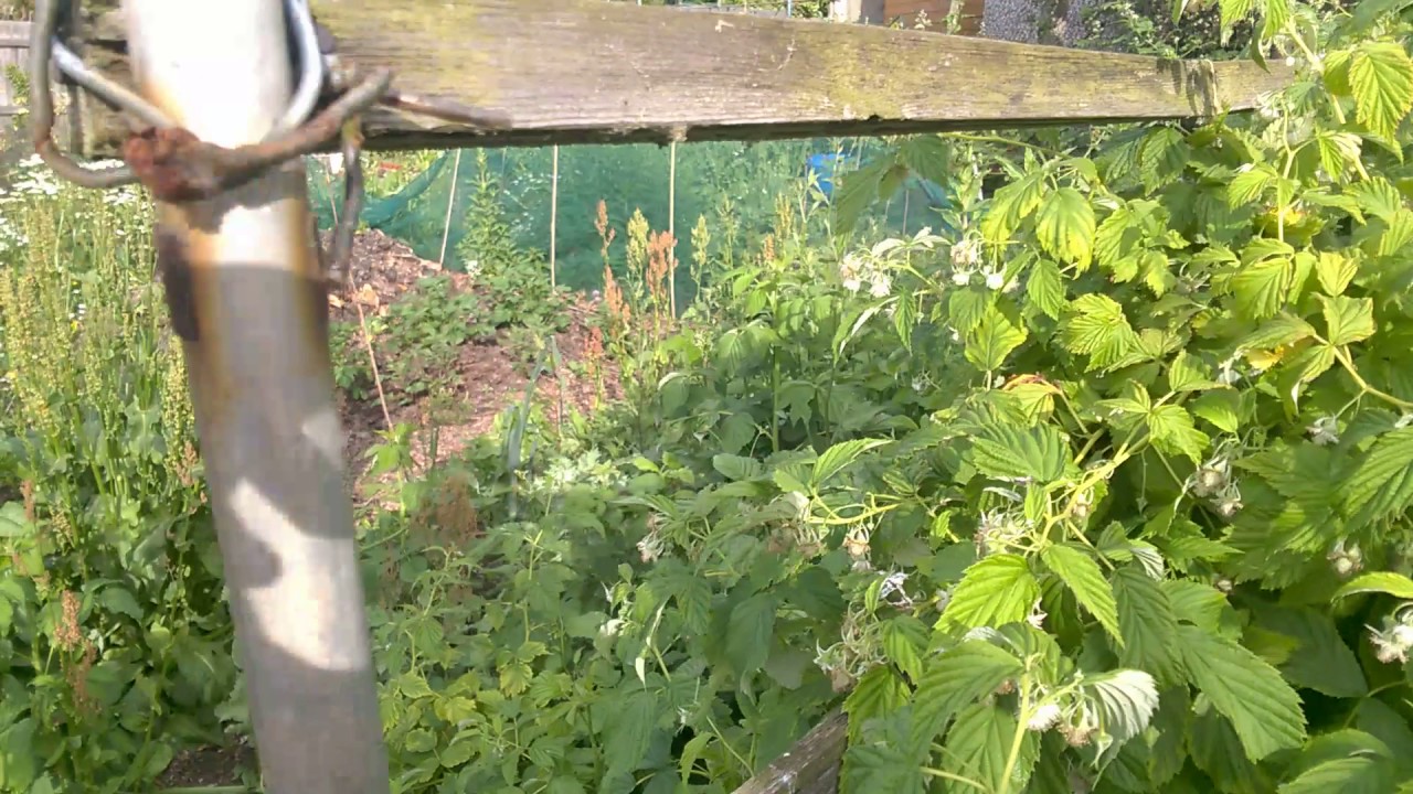 Bees enjoying the raspberry flowers at our allotment - YouTube
