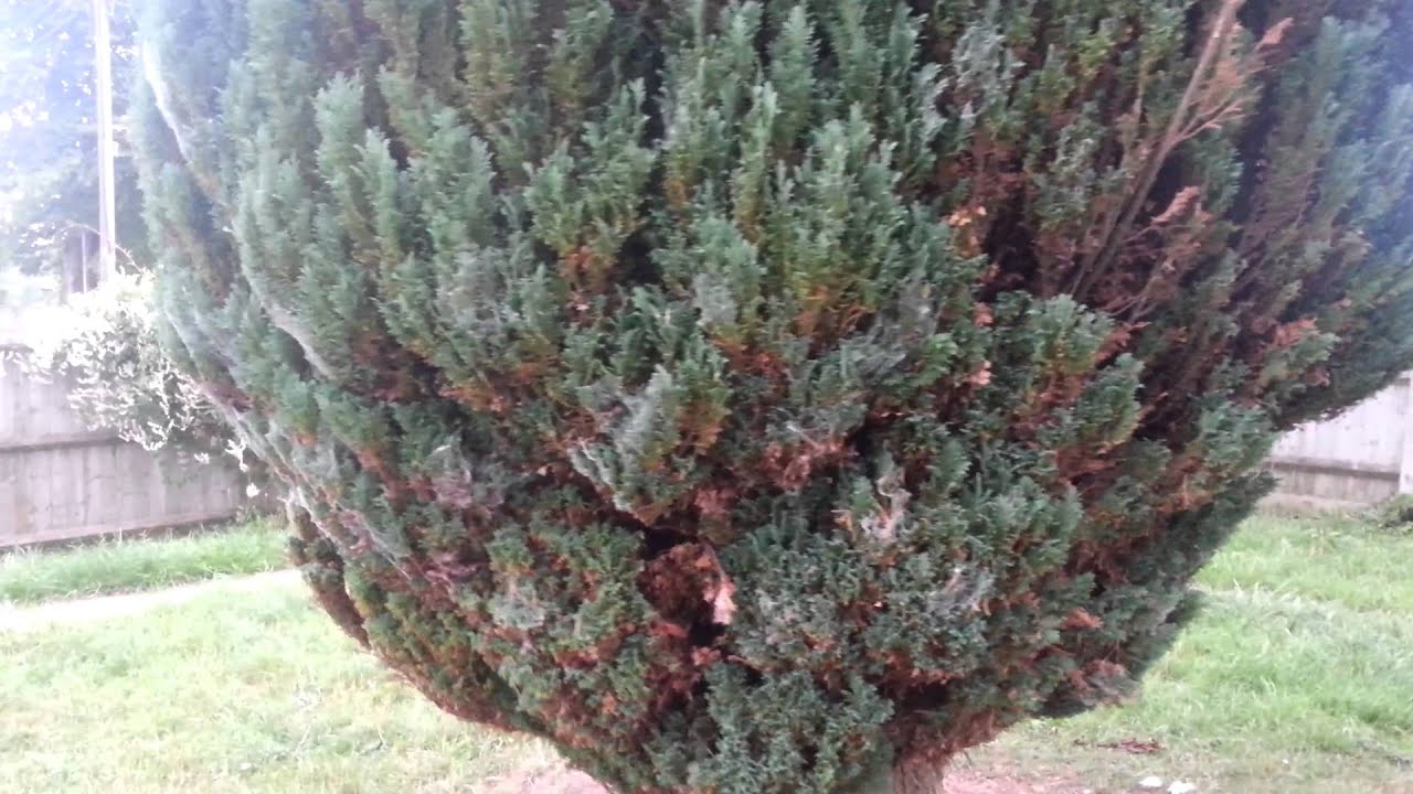Husky climbing and hiding in a tree - YouTube