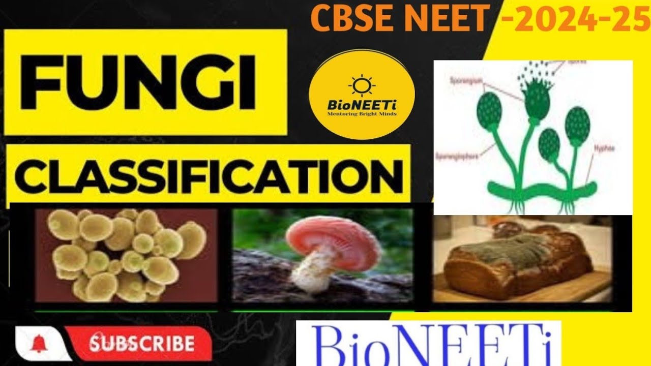 Fungi - Classification Class 11 NCERT NEET Biological Classification ...