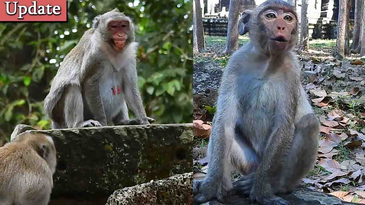 Feeling not safe! Monkey Jane try shout alert to her kids for be ...