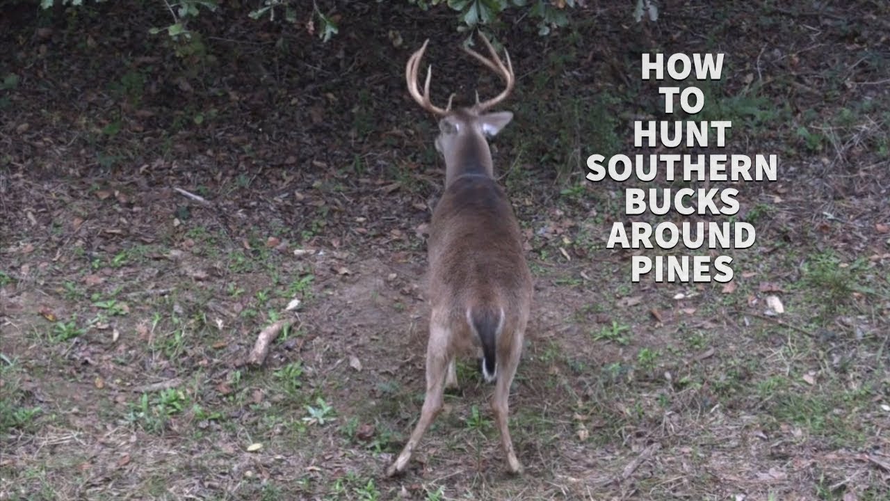 How to Hunt Pressured SOUTHERN PUBLIC LAND Bucks around PINES - YouTube