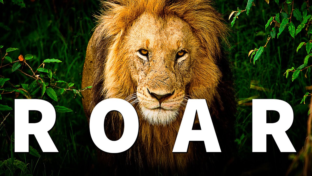 ROAR: la película más peligrosa de la historia - YouTube