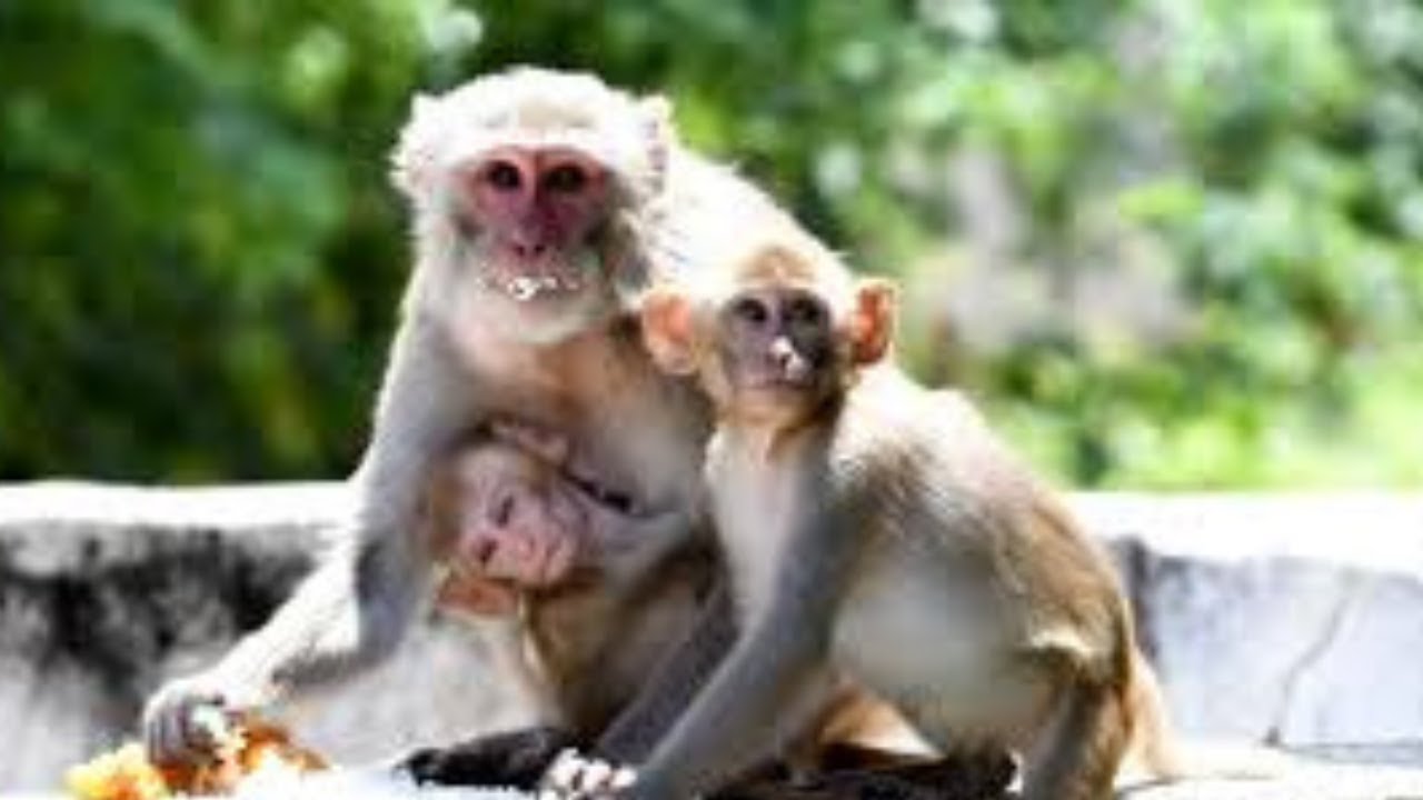 The Truth About Monkeys Will Shock You - YouTube