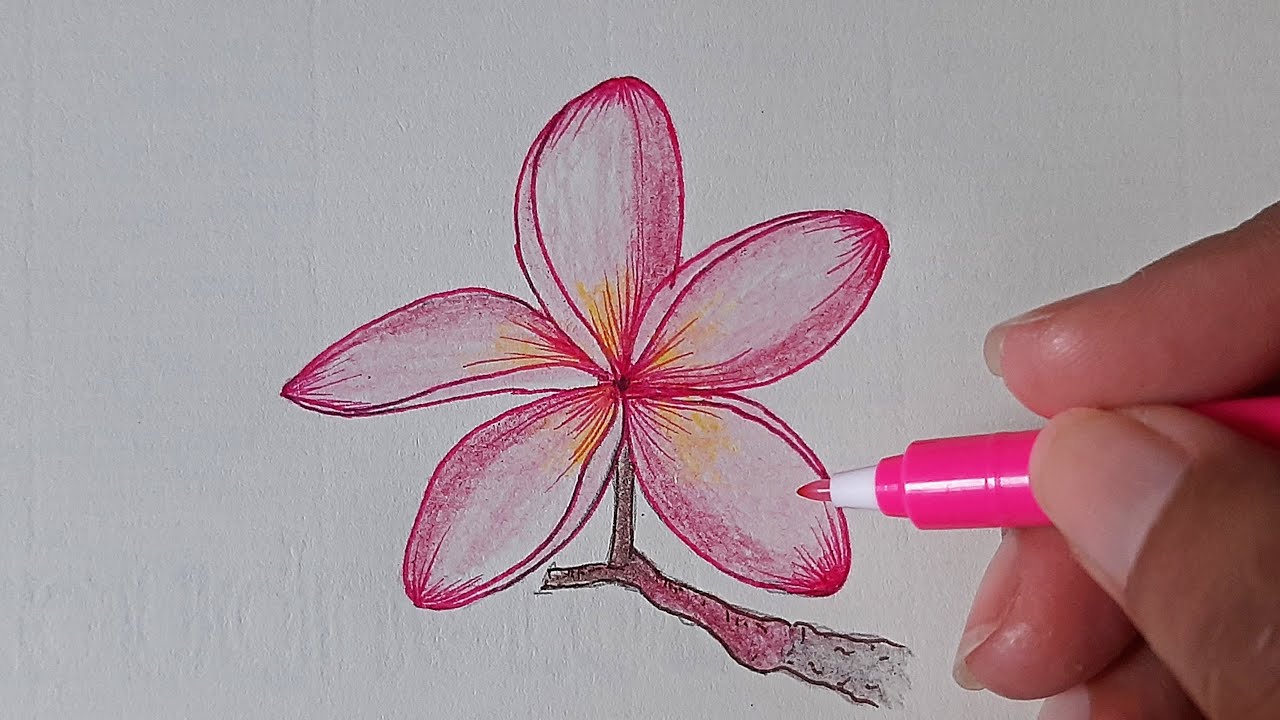 Plumeria Drawing Outline Plumeria Flower Drawing | TikTok